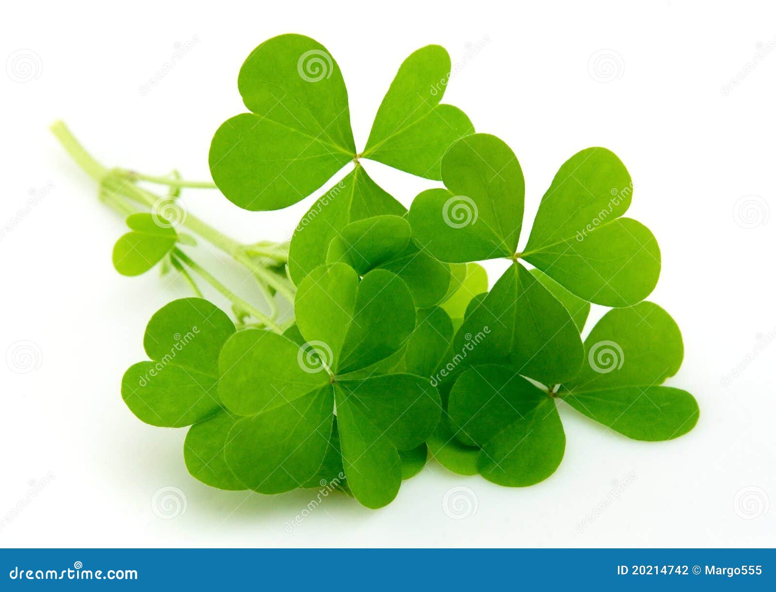 Leaf clover stock photo. Image of white, closeup, macro - 20214742