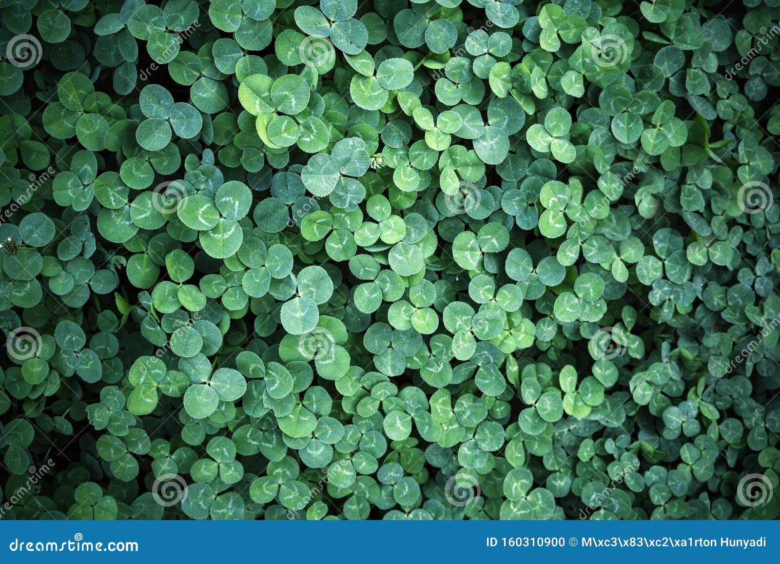 Leaf Clover Backgrounds ,walpapper Stock Photo - Image of four, good ...