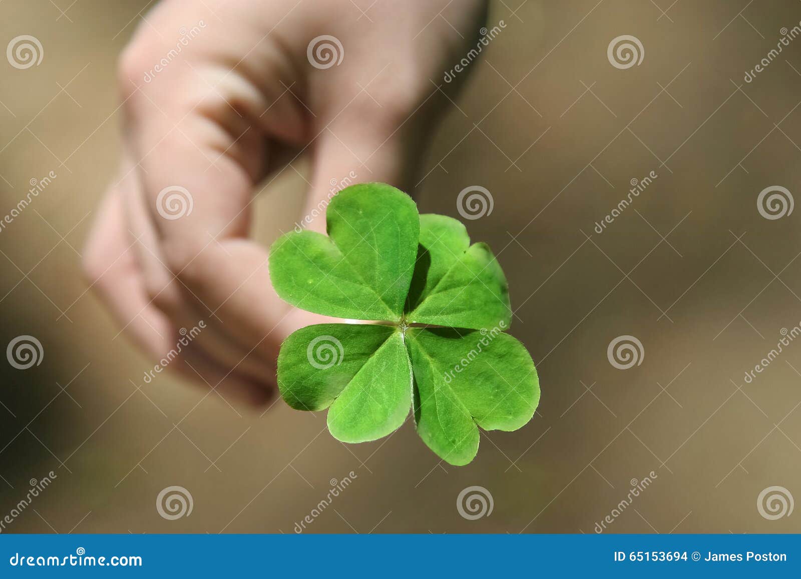 4 Leaf clover in hand stock photo. Image of success, culture - 65153694