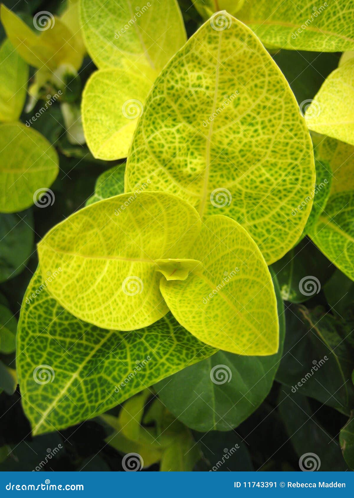 Leaf Cluster stock image. Image of foliage, garden, shrub - 11743391