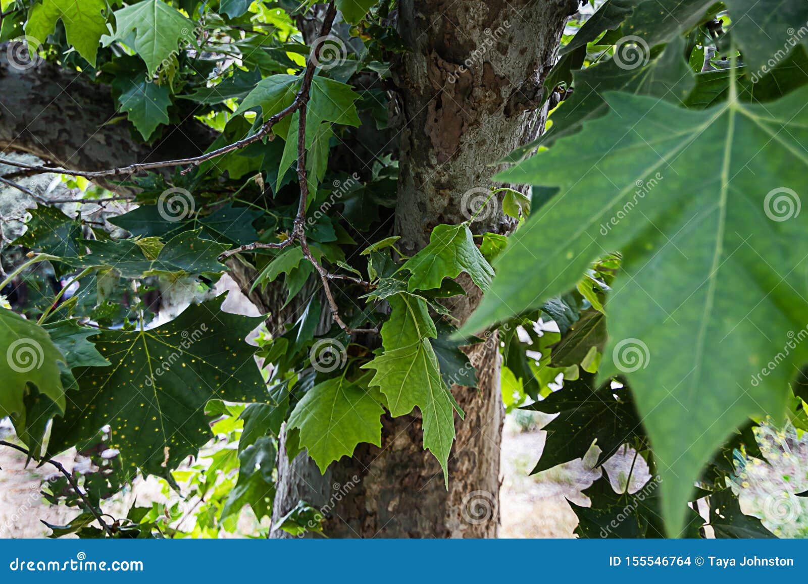 Leaf Cluster on End of Twig from a Sycamore Tree in Spring Stock Photo ...