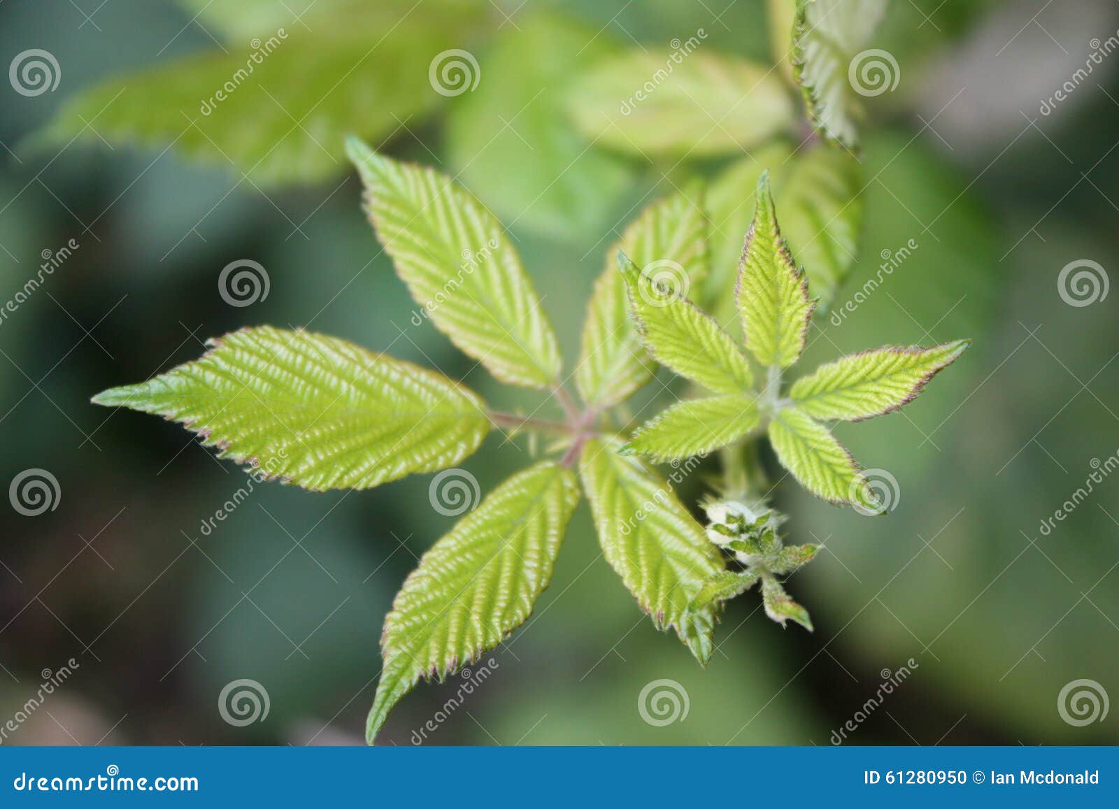 Leaf Cluster stock photo. Image of bush, cluster, blackberry - 61280950
