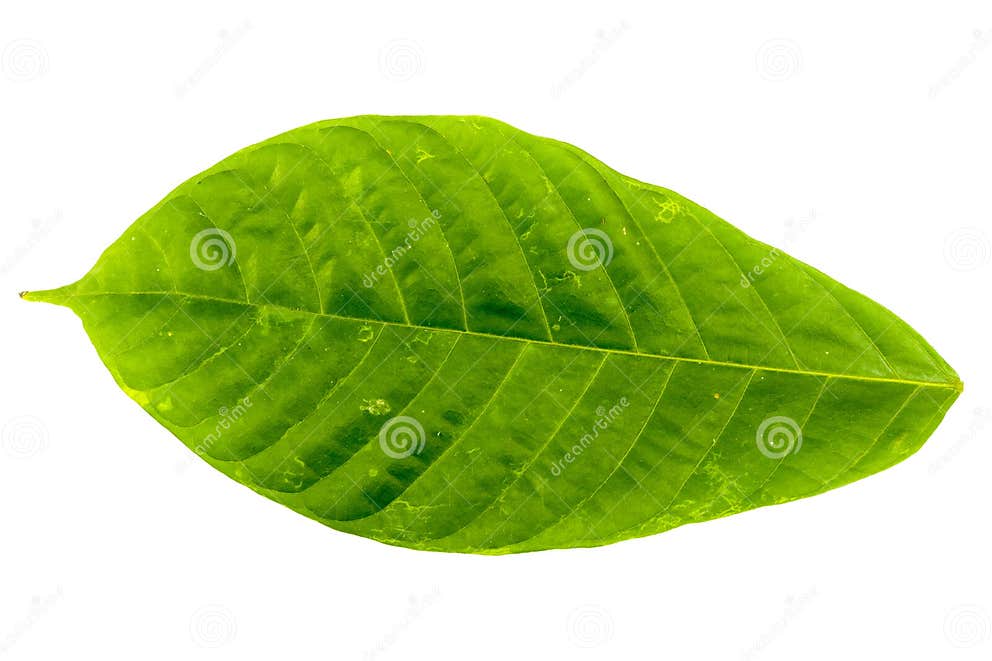 A Leaf of Cocoa or Chocolate Isolated on a White Background Stock Photo ...