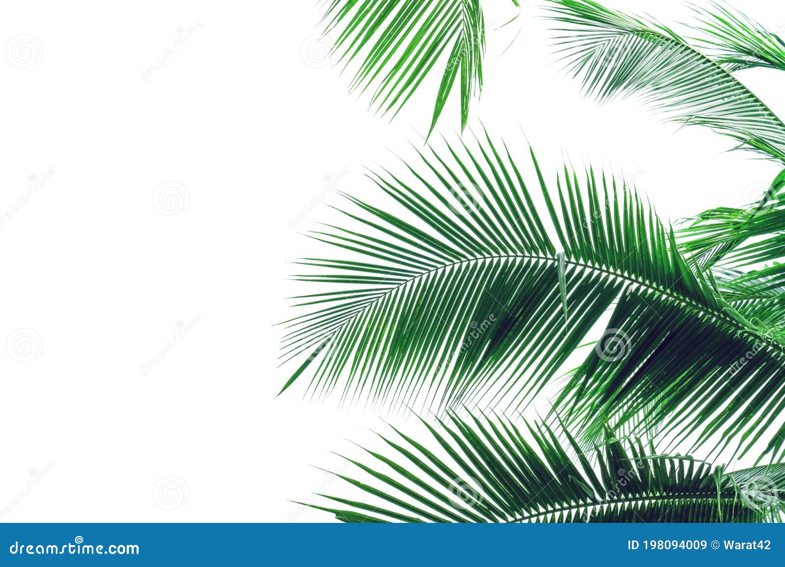 Leaf Coconut Tree Isolated on White Background,Green Leaves Pattern ...