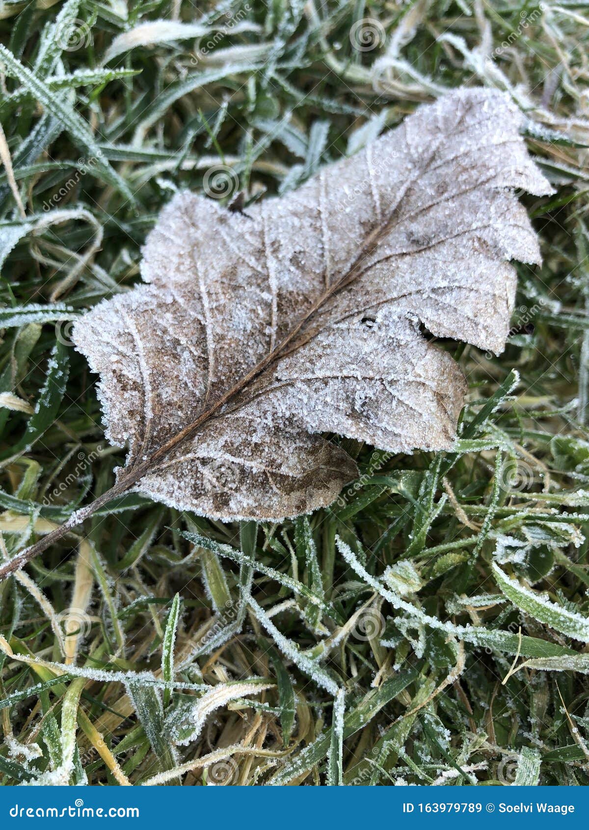 A leaf a cold day stock image. Image of cold, beautiful - 163979789