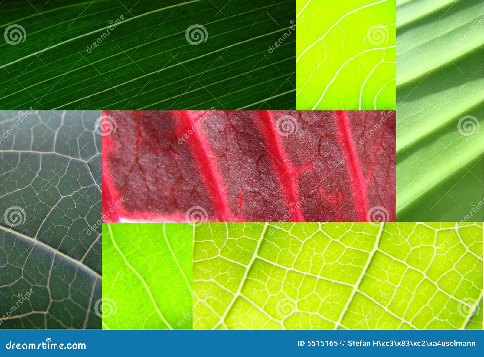 Leaf collage green stock image. Image of juicy, dark, science - 5515165