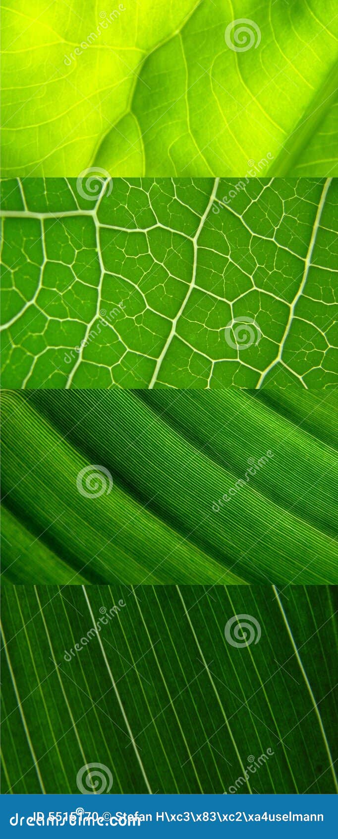 Leaf collage green stock photo. Image of science, natural - 5515170