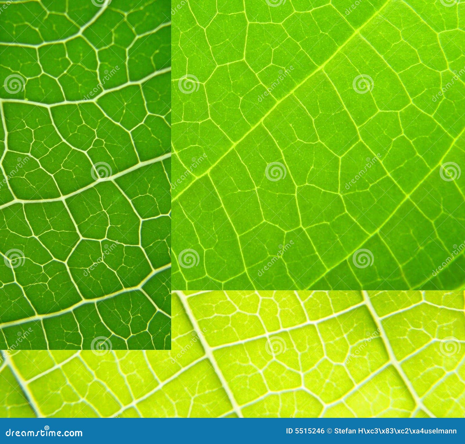 Leaf collage green stock photo. Image of nature, leaf - 5515246