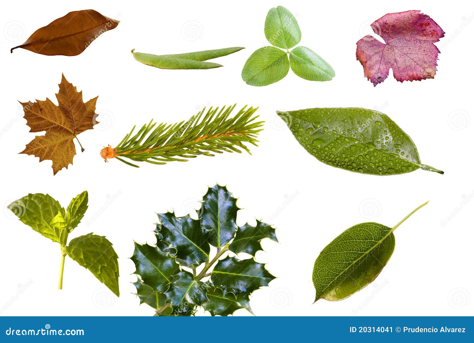 Leaf collection stock image. Image of autumnal, leaves - 20314041