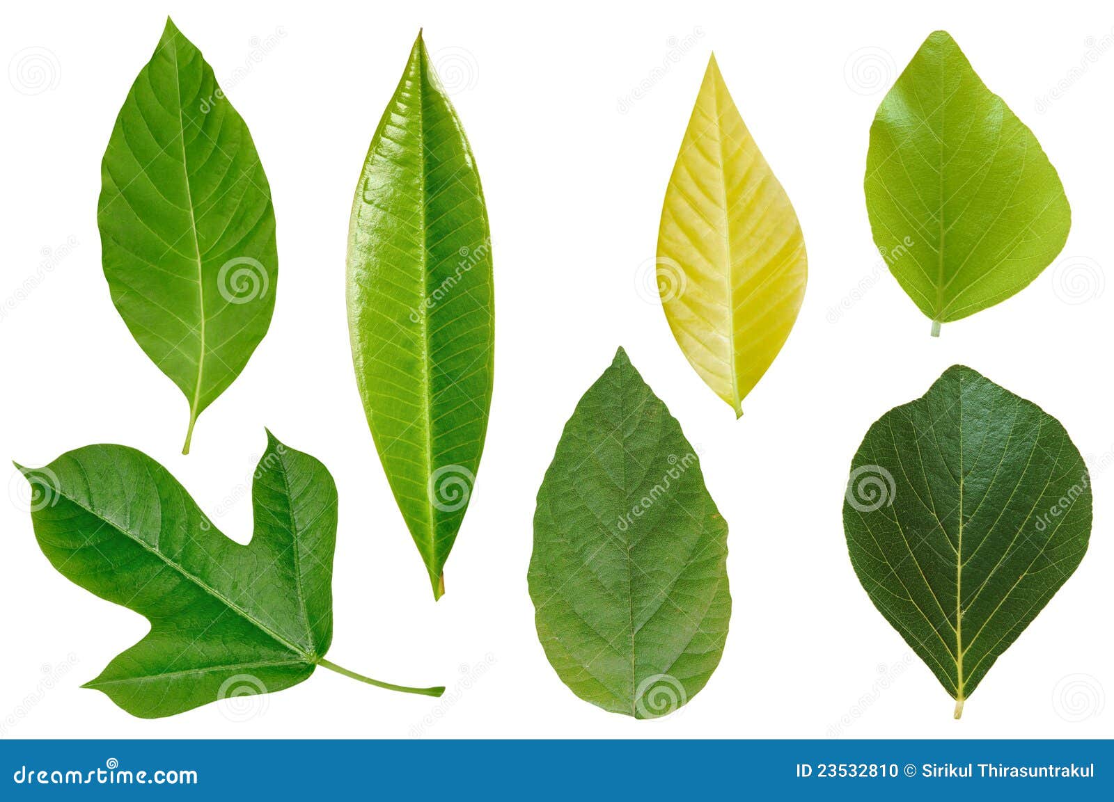 Leaf Collection stock photo. Image of object, texture - 23532810