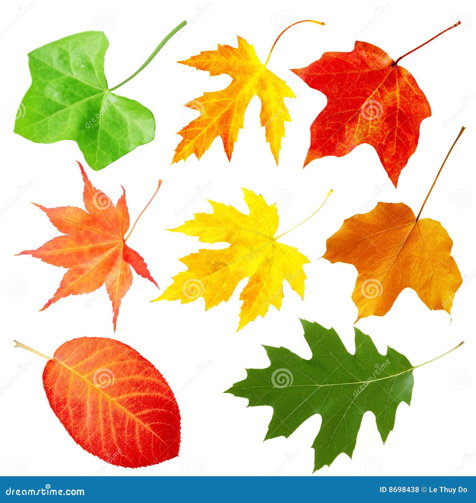 Leaf Collection stock photo. Image of nature, closeup - 8698438