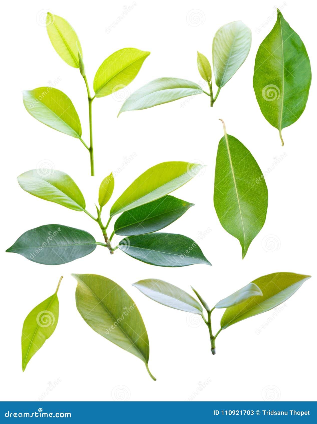 Leaf collection stock image. Image of natural, ornament - 110921703