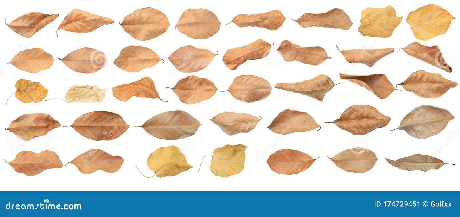 Leaf Collections. Group Brown Dry Leaves Isolated Over White Background ...