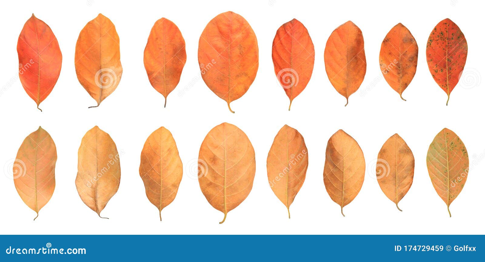 Leaf Collections. Group Dry Autumn Leaves Isolated Over White ...