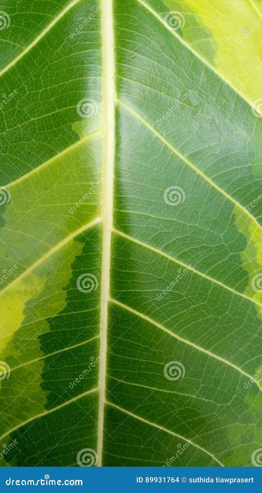 Leaf stock photo. Image of greenleaf, color, green, leaf - 89931764