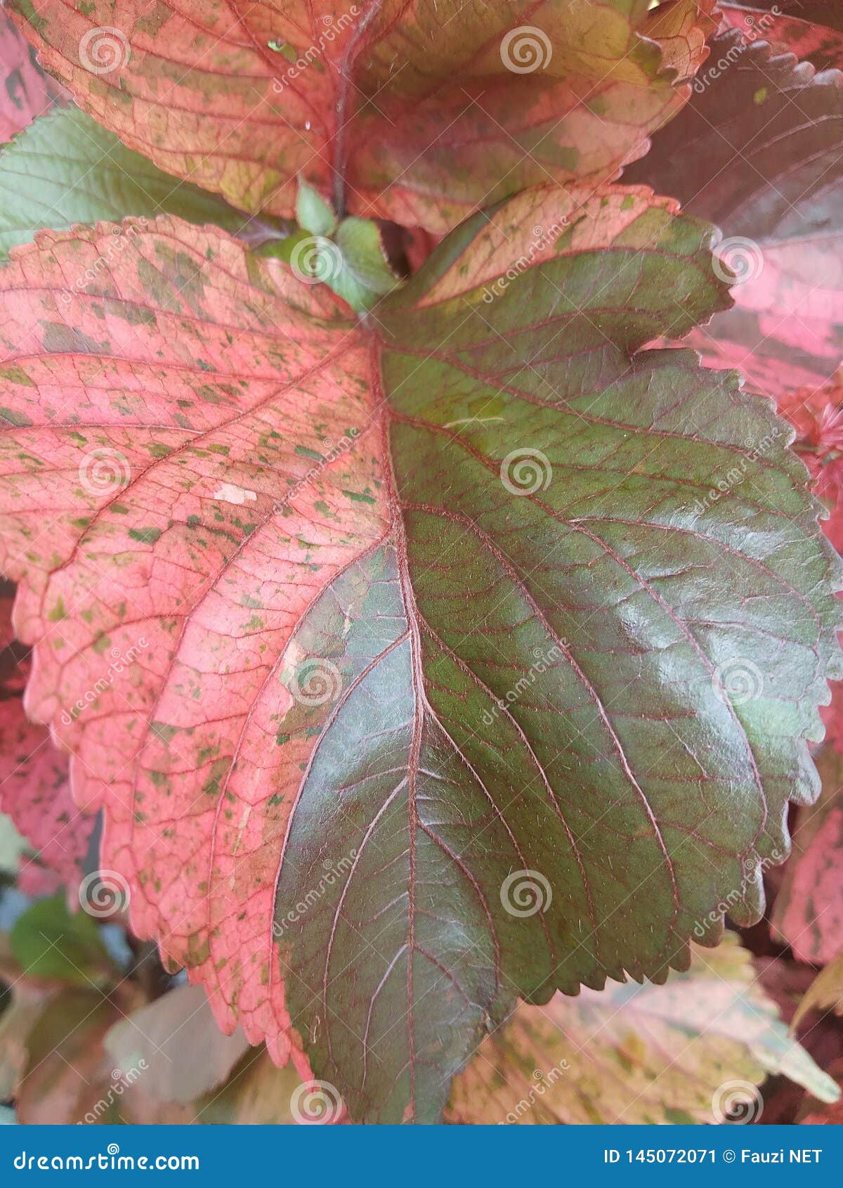 Leaf color pattern stock image. Image of pattern, wallpaper - 145072071
