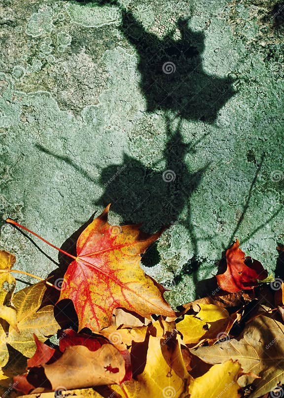 Leaf Color and Shadows stock photo. Image of leaf, green - 3137212