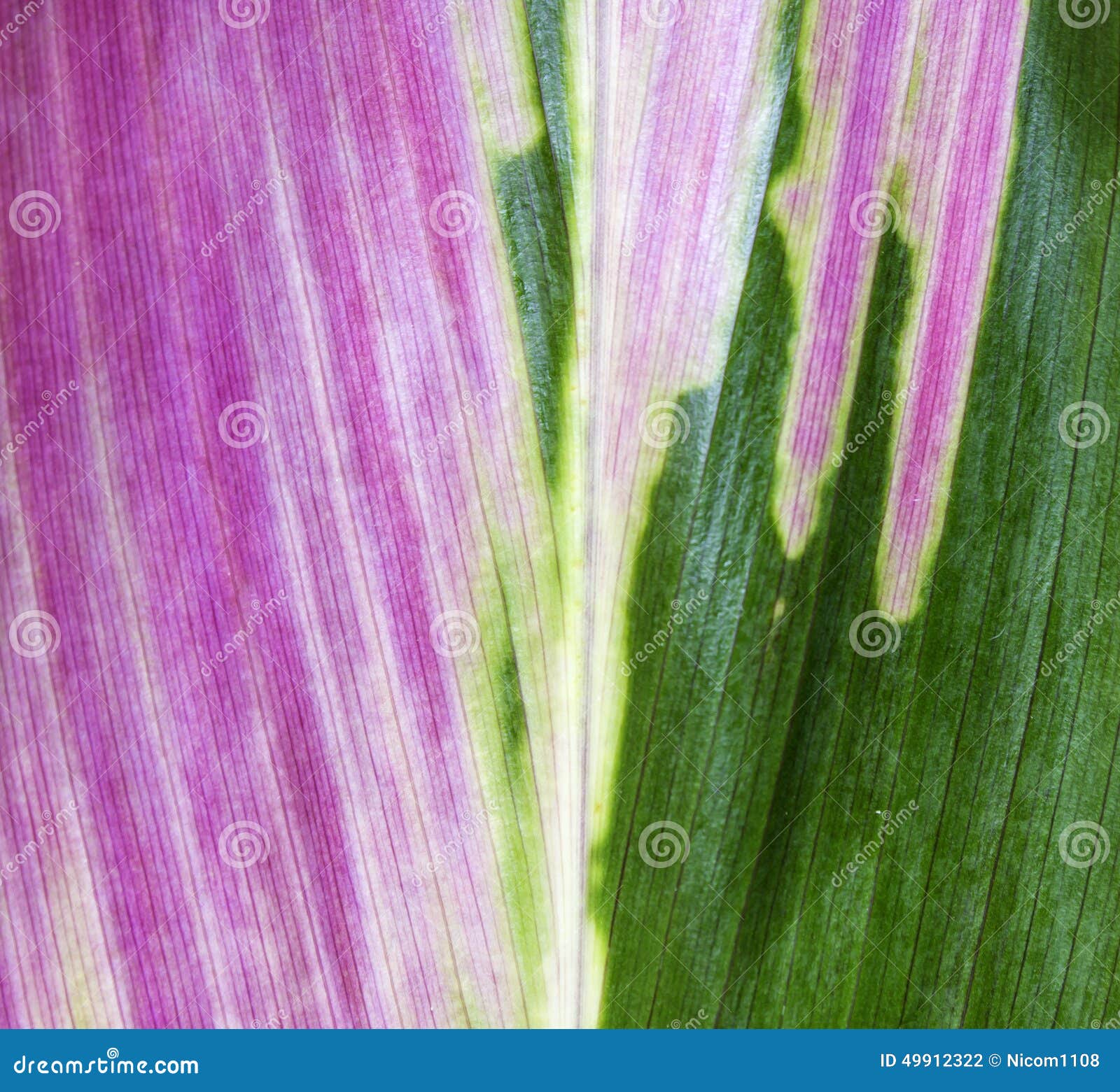 Leaf colors range stock photo. Image of leisure, leaf - 49912322
