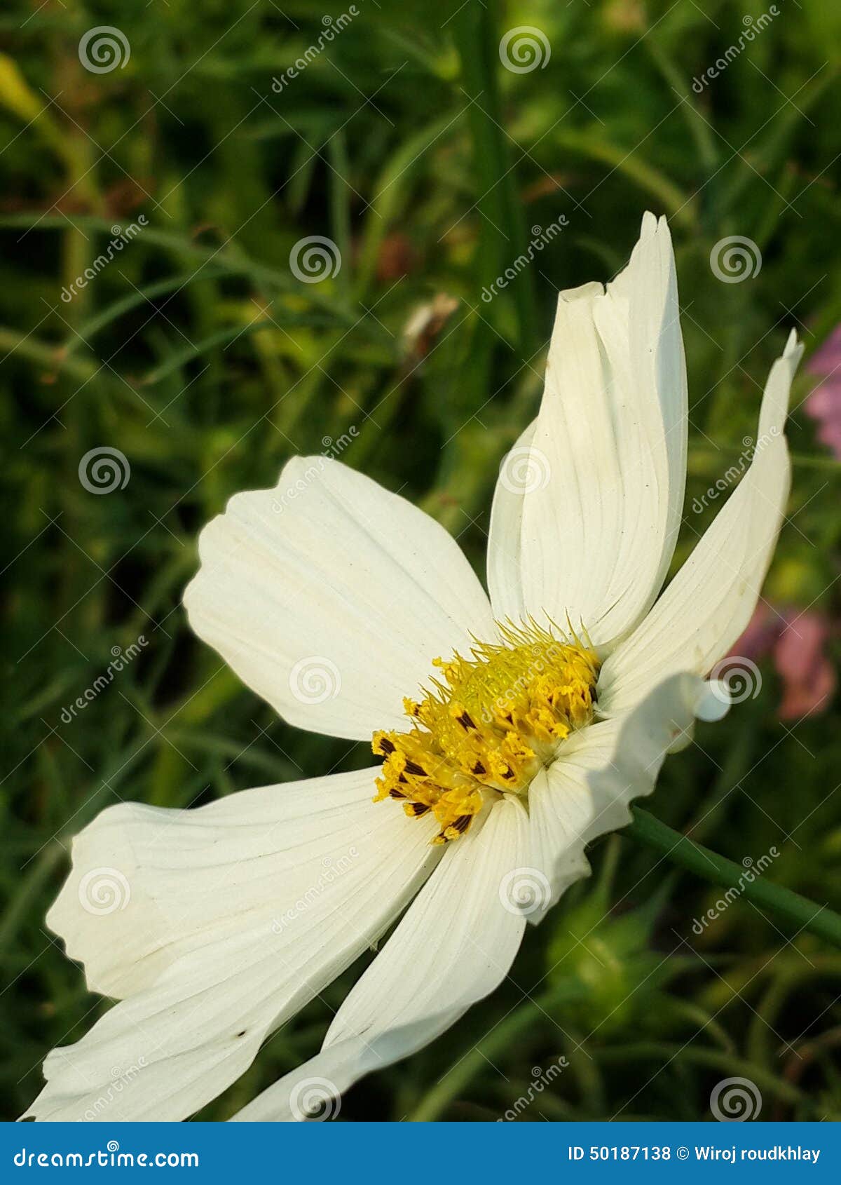 Flower stock photo. Image of cosmos, daisy, grass, beauty - 50187138