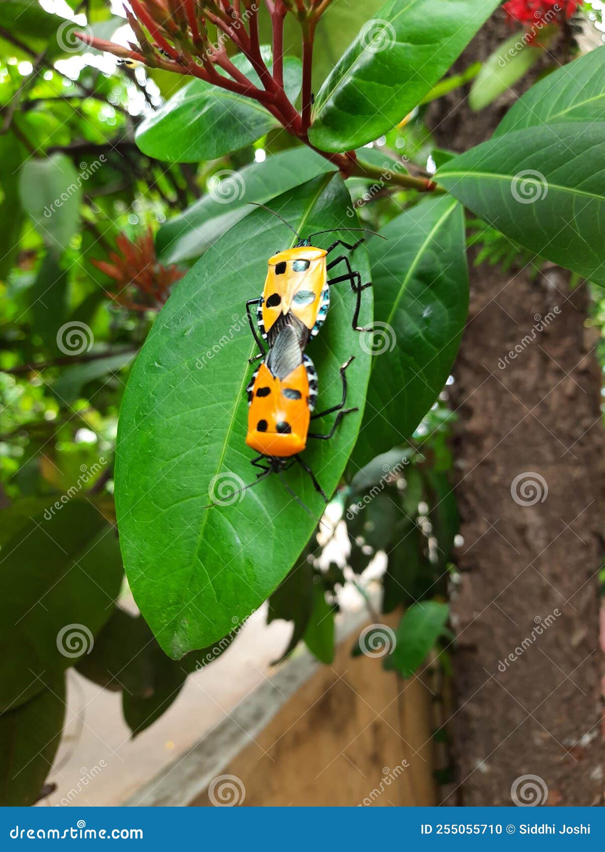 Leaf Colourfull Insects Yellow and Orange Colour on Tree Stock Photo ...