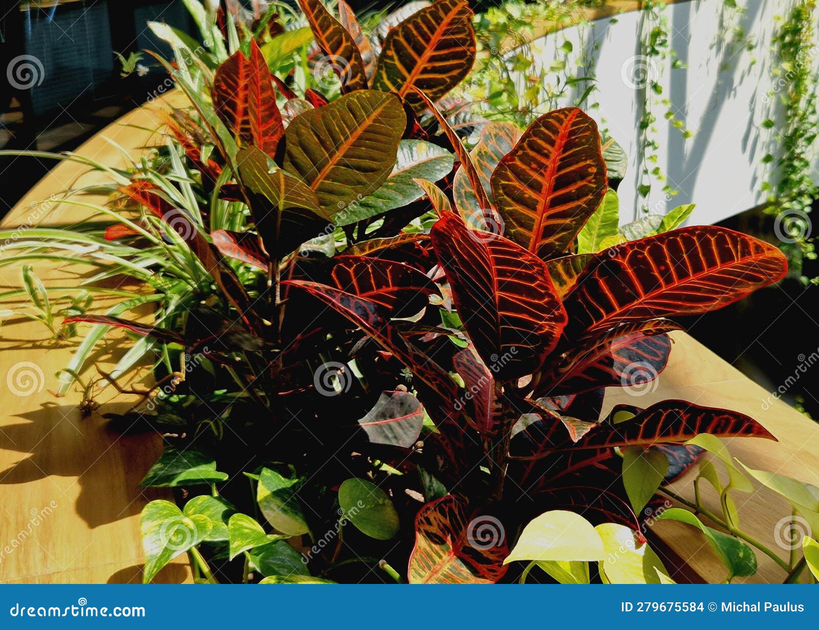 Leaf Colours, Mostly Resulting from Anthocyanin in the Leaf, Stock ...