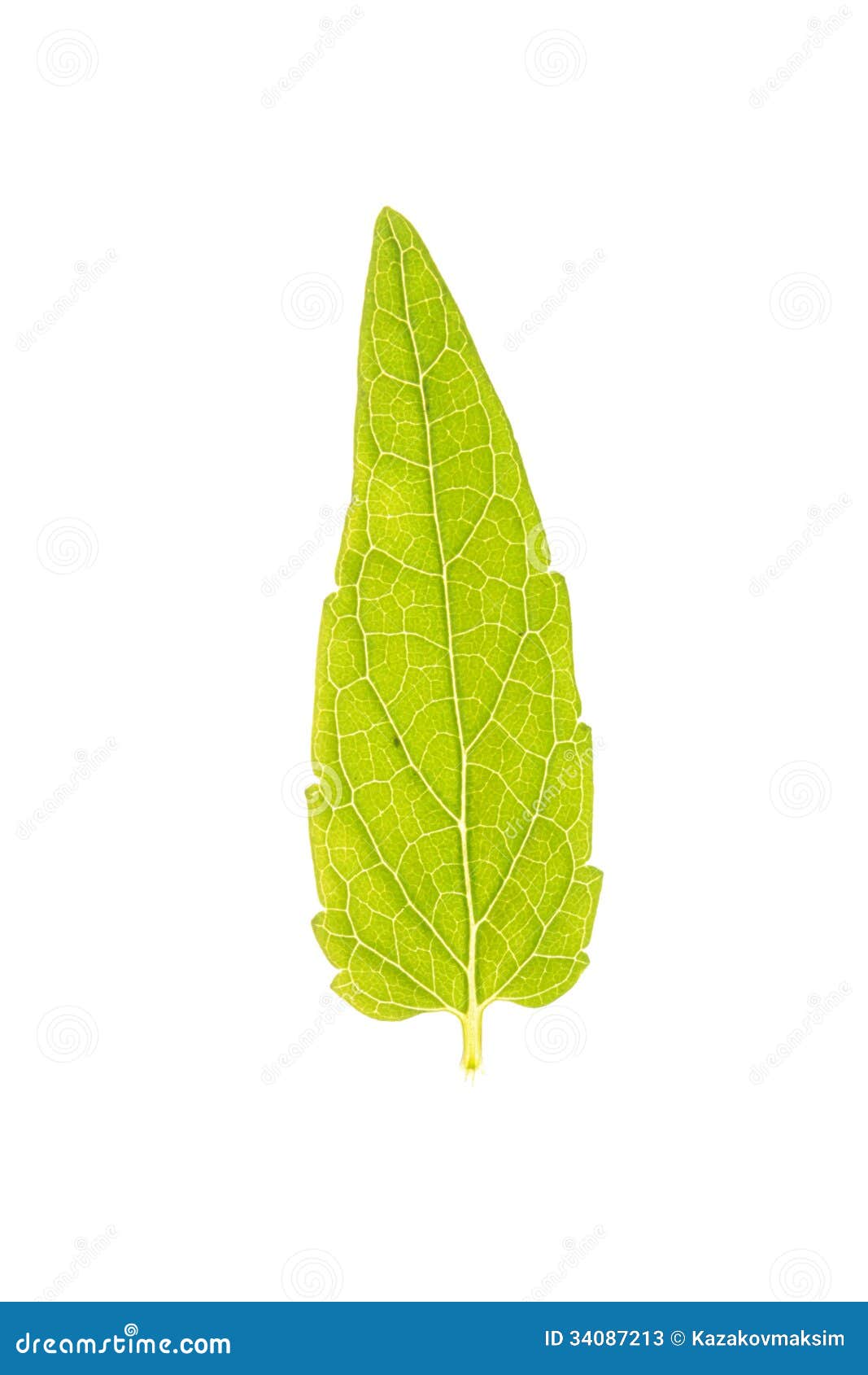 Leaf of Common Skullcap Isolated on White Stock Image - Image of hooded ...