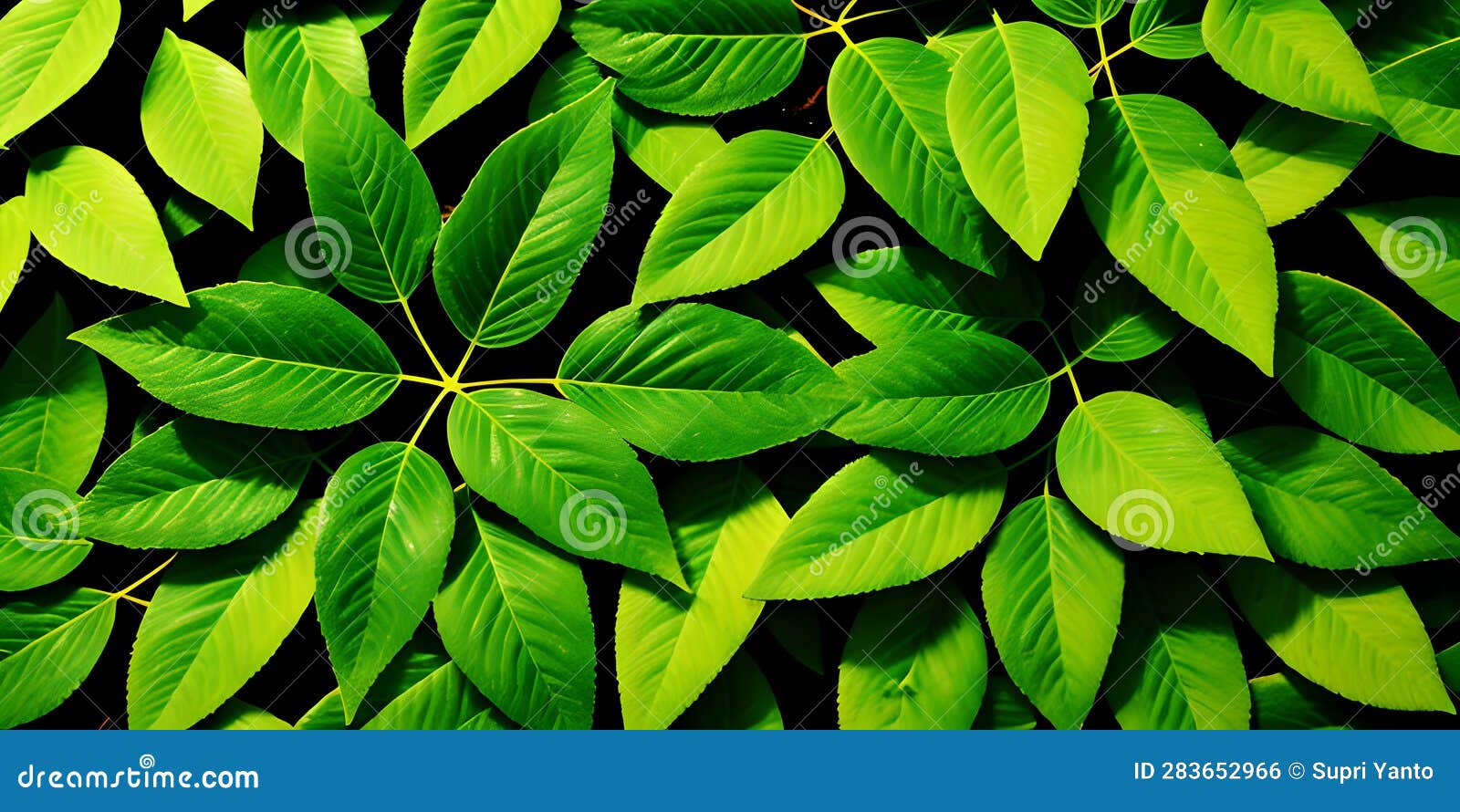 Leaf Concept Background Display Spring Summer Leaves Texture Detail ...