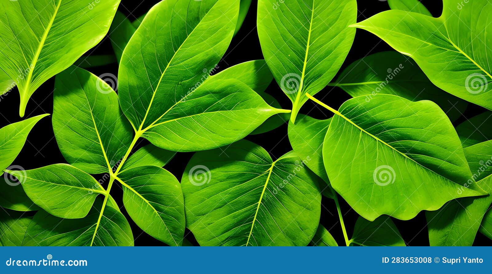 Leaf Concept Background Display Spring Summer Leaves Texture Detail ...