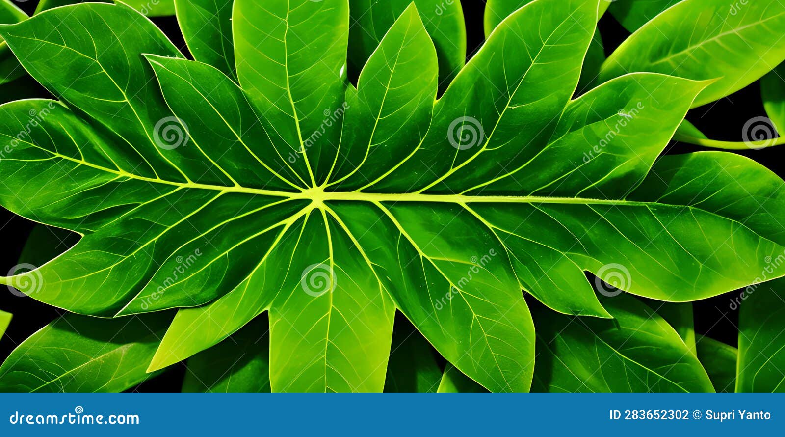 Leaf Concept Background Display Spring Summer Leaves Texture Detail ...