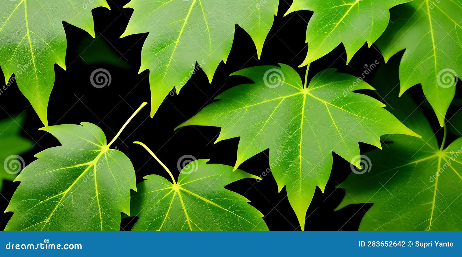 Leaf Concept Background Display Spring Summer Leaves Texture Detail ...