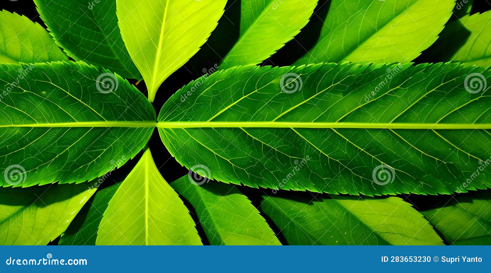 Leaf Concept Background Display Spring Summer Leaves Texture Detail ...
