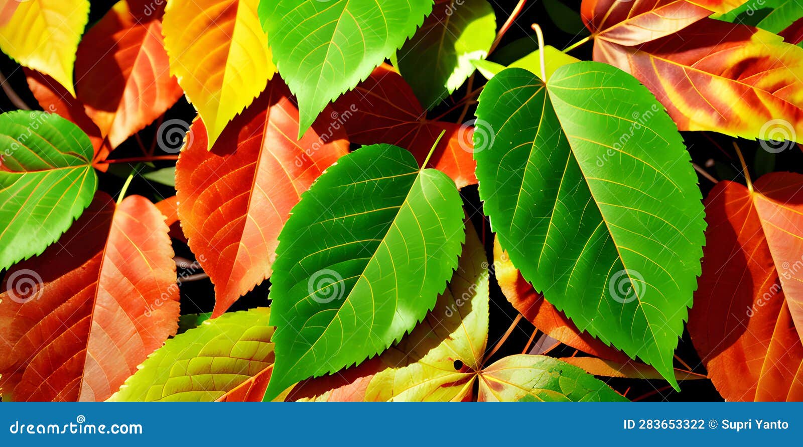 Leaf Concept Background Display Spring Summer Leaves Texture Detail ...