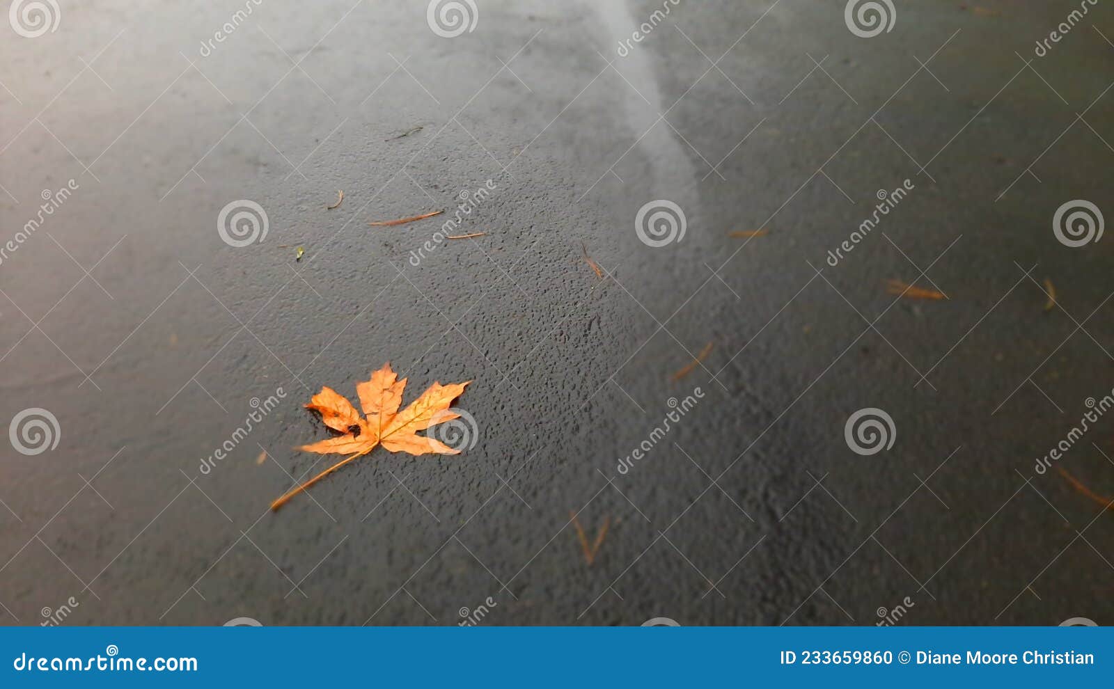 Leaf on concrete fall stock photo. Image of blue, pond - 233659860