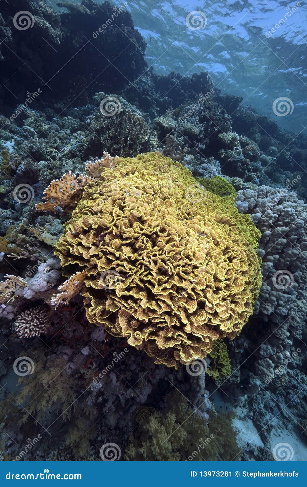 Leaf coral in the Red Sea stock image. Image of exotic - 13973281