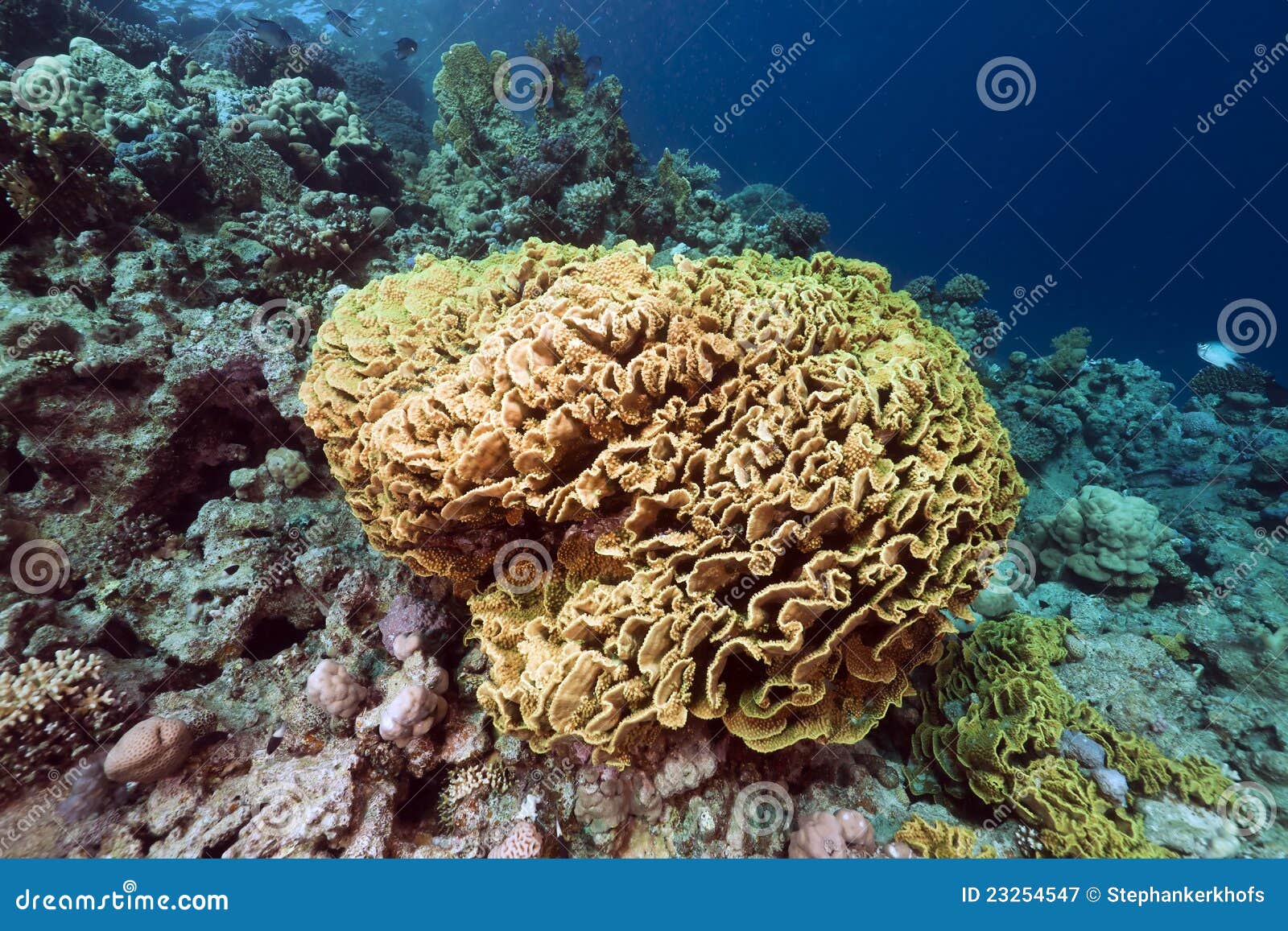 Leaf coral in the Red Sea. stock image. Image of salt - 23254547