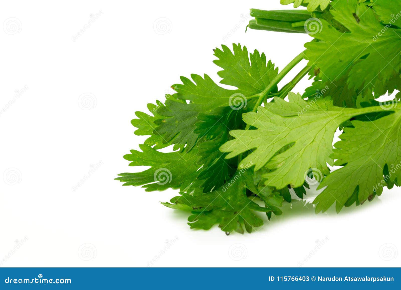 Leaf Coriander. on White Background Stock Image - Image of plant, bunch ...