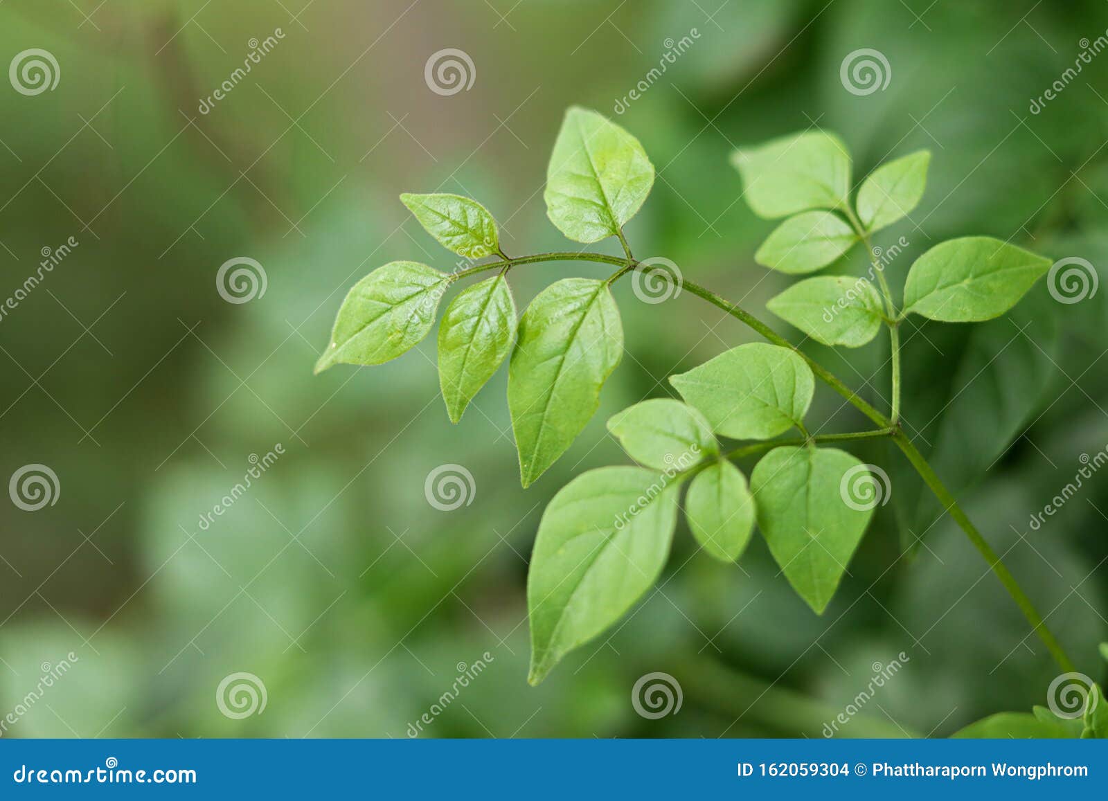 Leaf of cork. stock photo. Image of fresh, organic, forest - 162059304