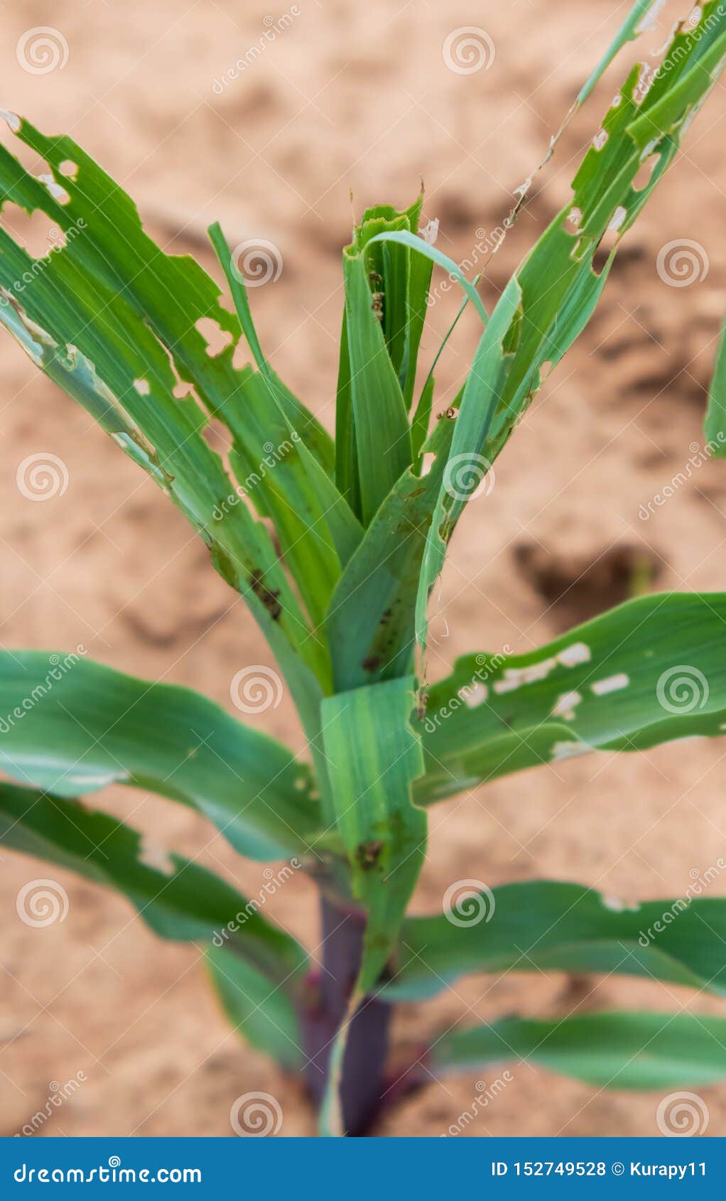 Fall Armyworm Spodoptera Frugiperda (Smith 1797) On The Damaged Corn ... Fall Armyworm Spodoptera Frugiperda (Smith 1797) On The Damaged Corn ...