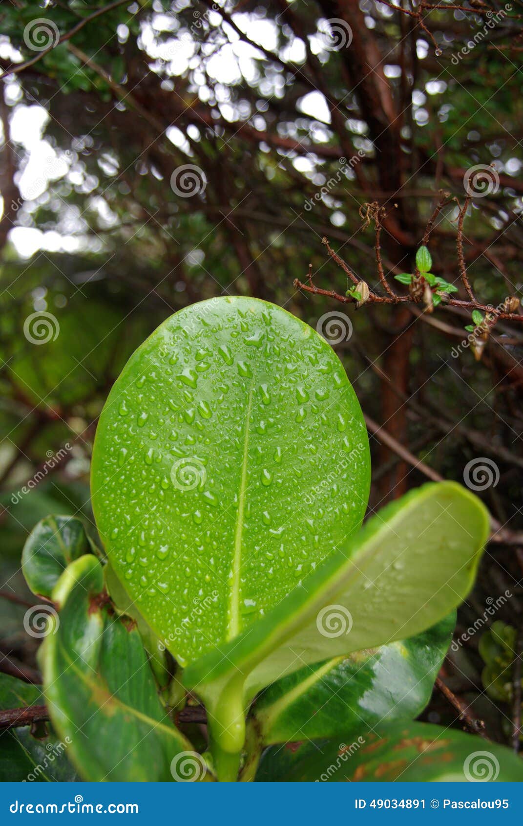 Leaf in Costa Rica stock image. Image of tropical, vein - 49034891