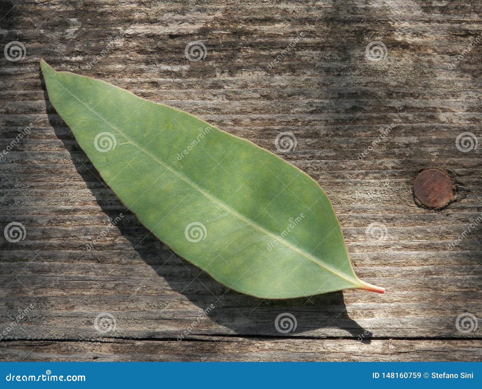 Leaf stock image. Image of wood, nature, country, leaf - 148160759