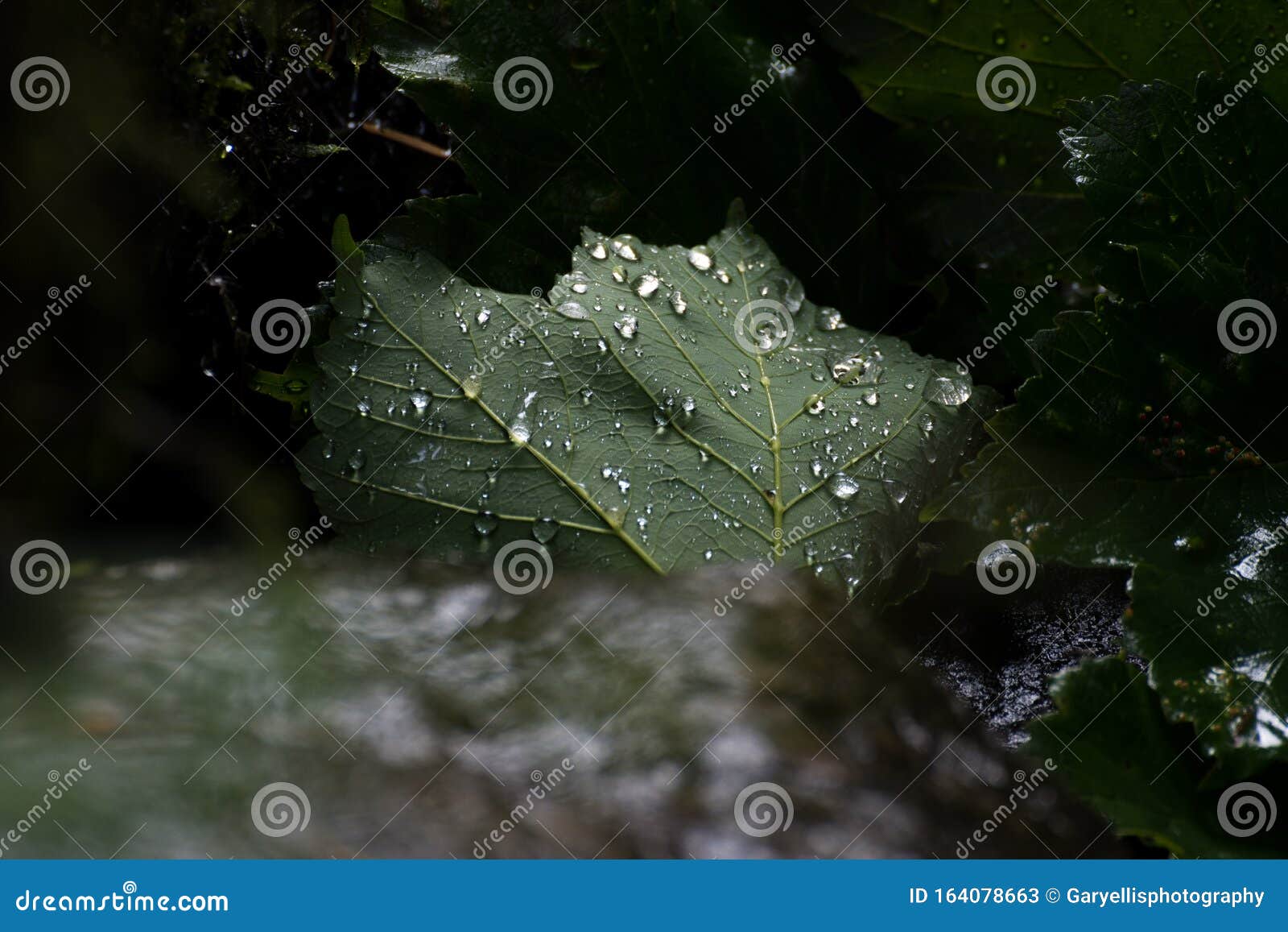 Shallow Depth Waterd Drops on Leaf Stock Image - Image of field ...