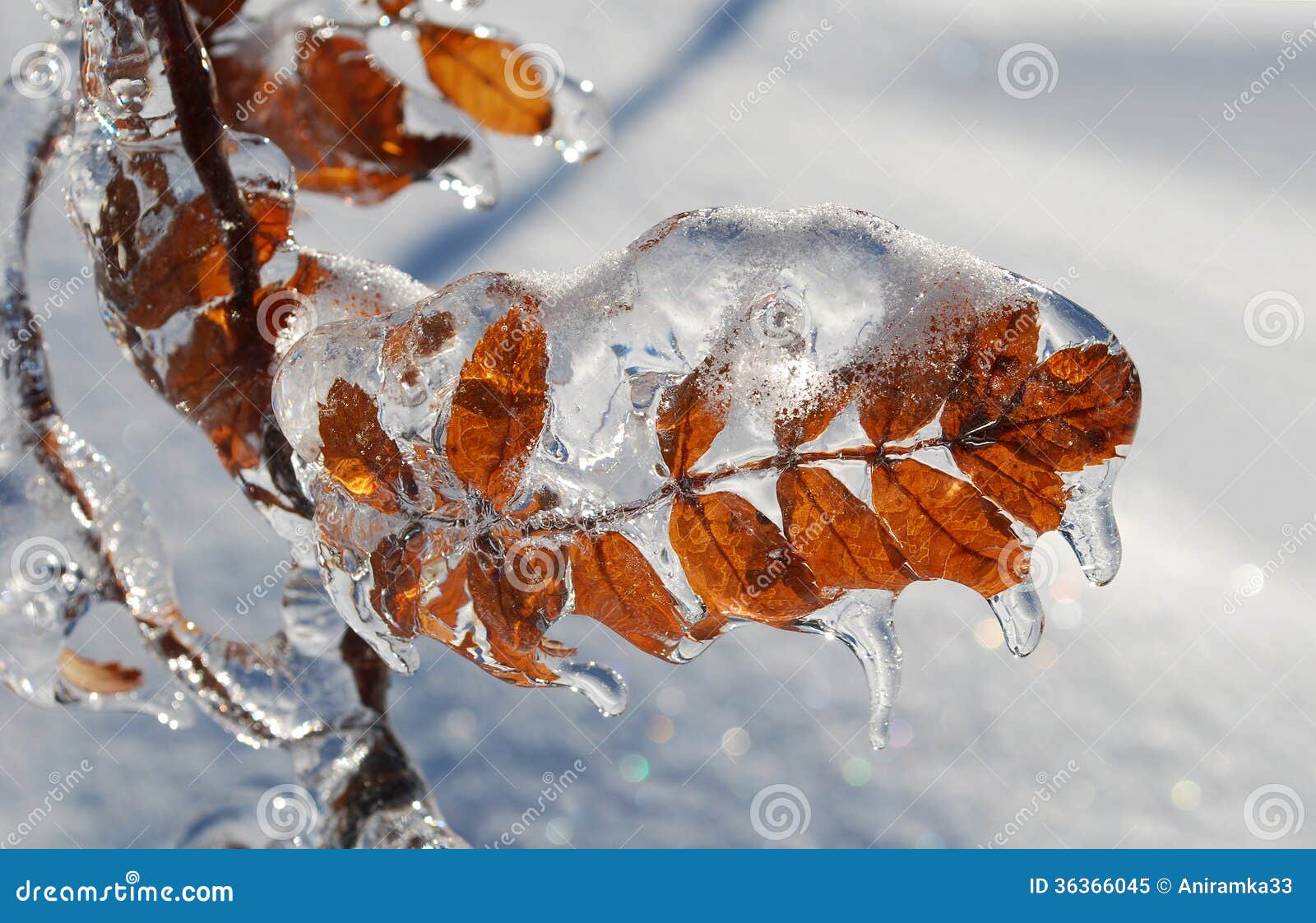 Leaf covered with ice stock image. Image of frozen, white - 36366045