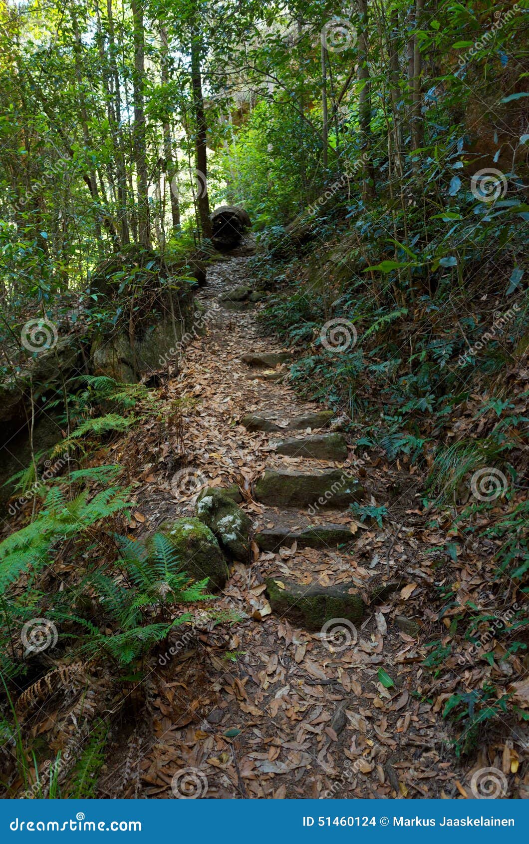 Leaf Covered Path in Eucalyptus Forest in the Australian Bush Stock ...