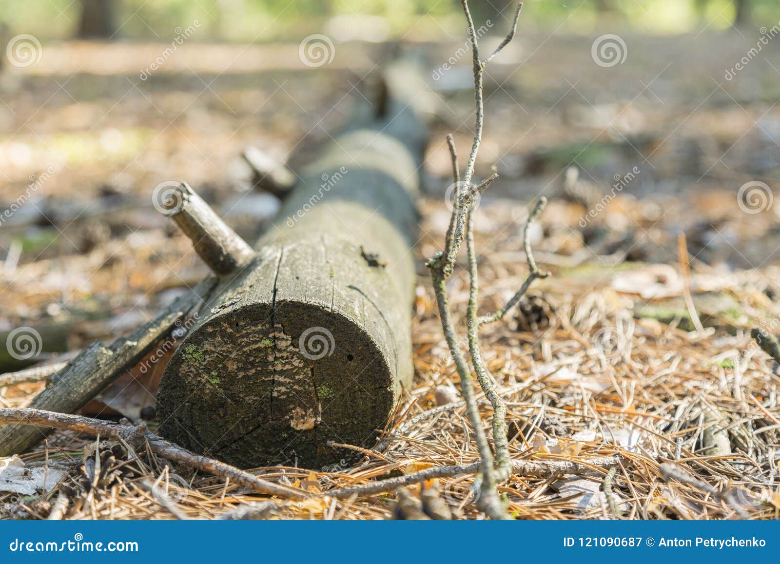 Leaf Covered Path in Forest with Fallen Logs. a Fallen Tree in the ...