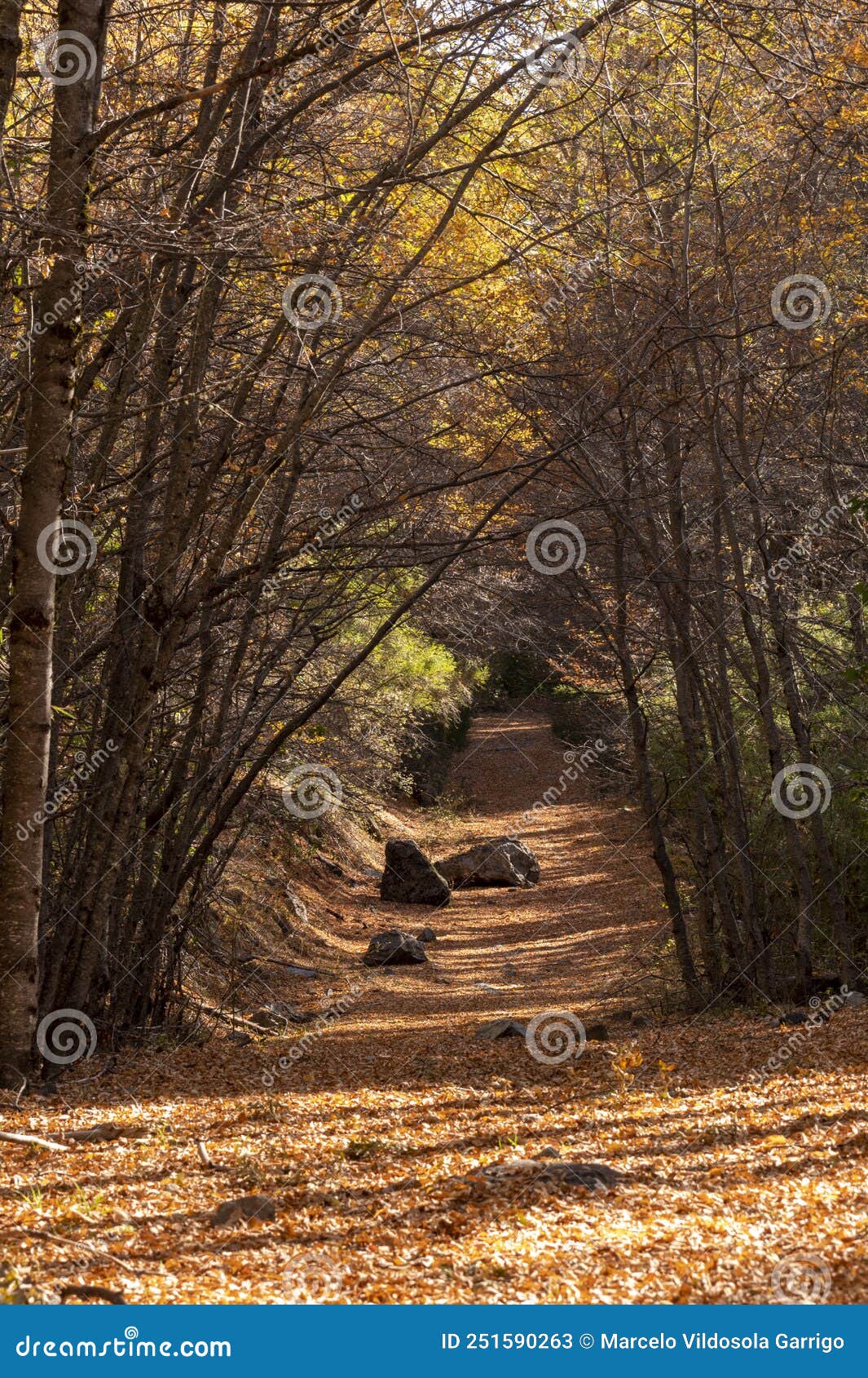 Leaf Covered Path Under the Trees Stock Image - Image of forest, trail ...