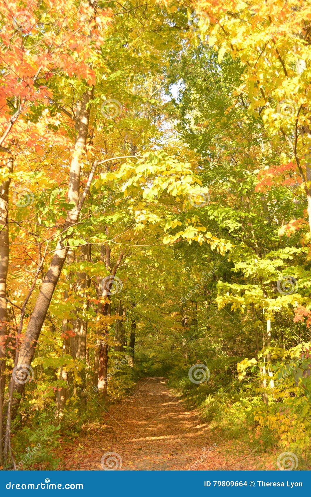 Leaf Covered Path in the Woods in Autumn Stock Photo - Image of hike ...