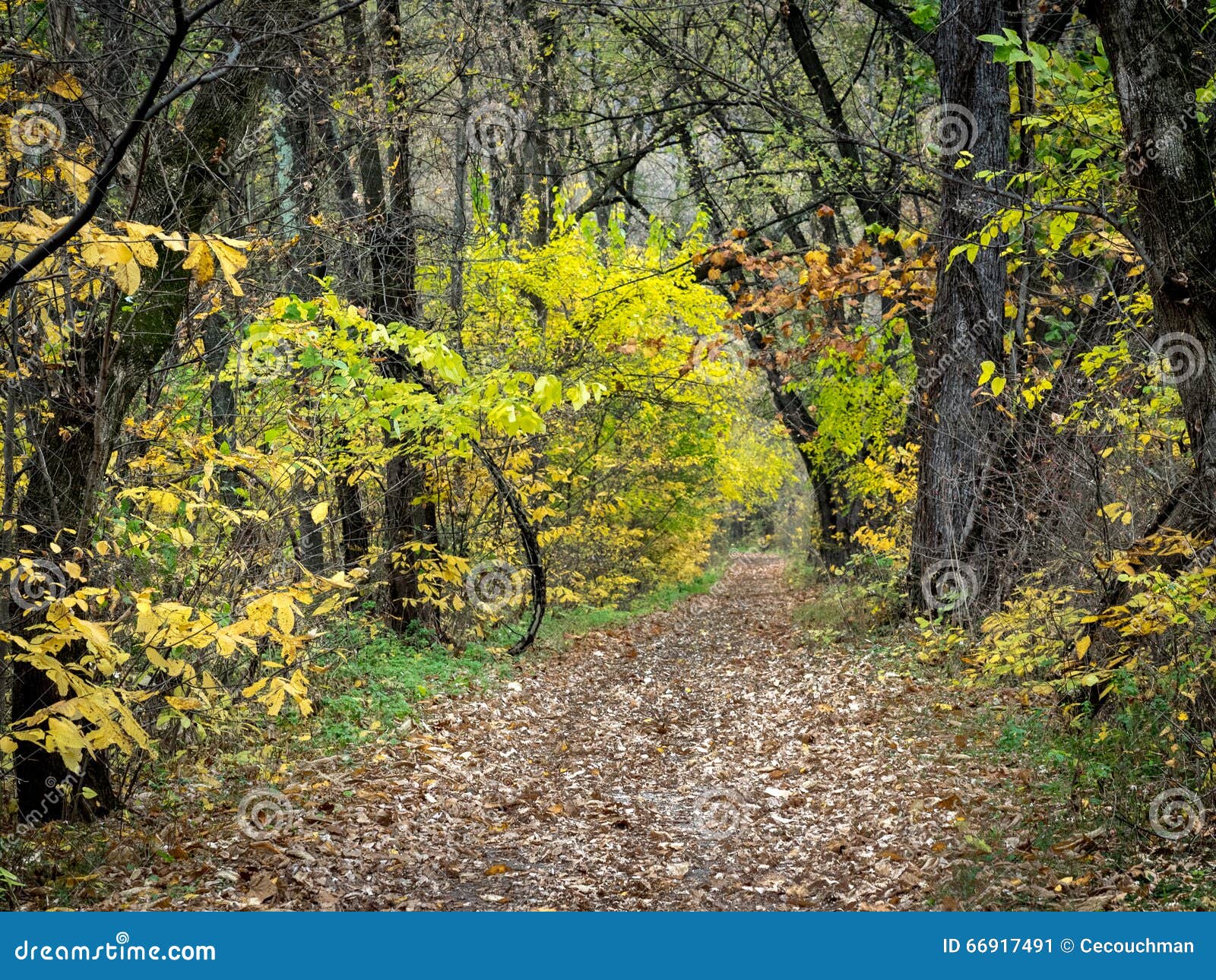 Leaf-Covered Path through Autumn Woods Stock Image - Image of distance ...