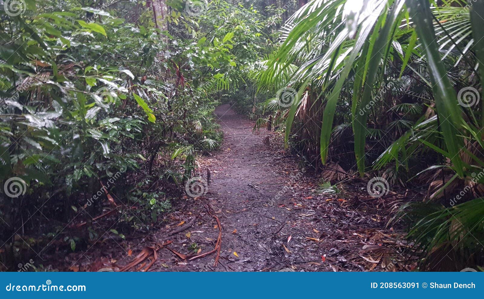 Leaf Covered Pathway through the Australian Bush in the Strickland ...