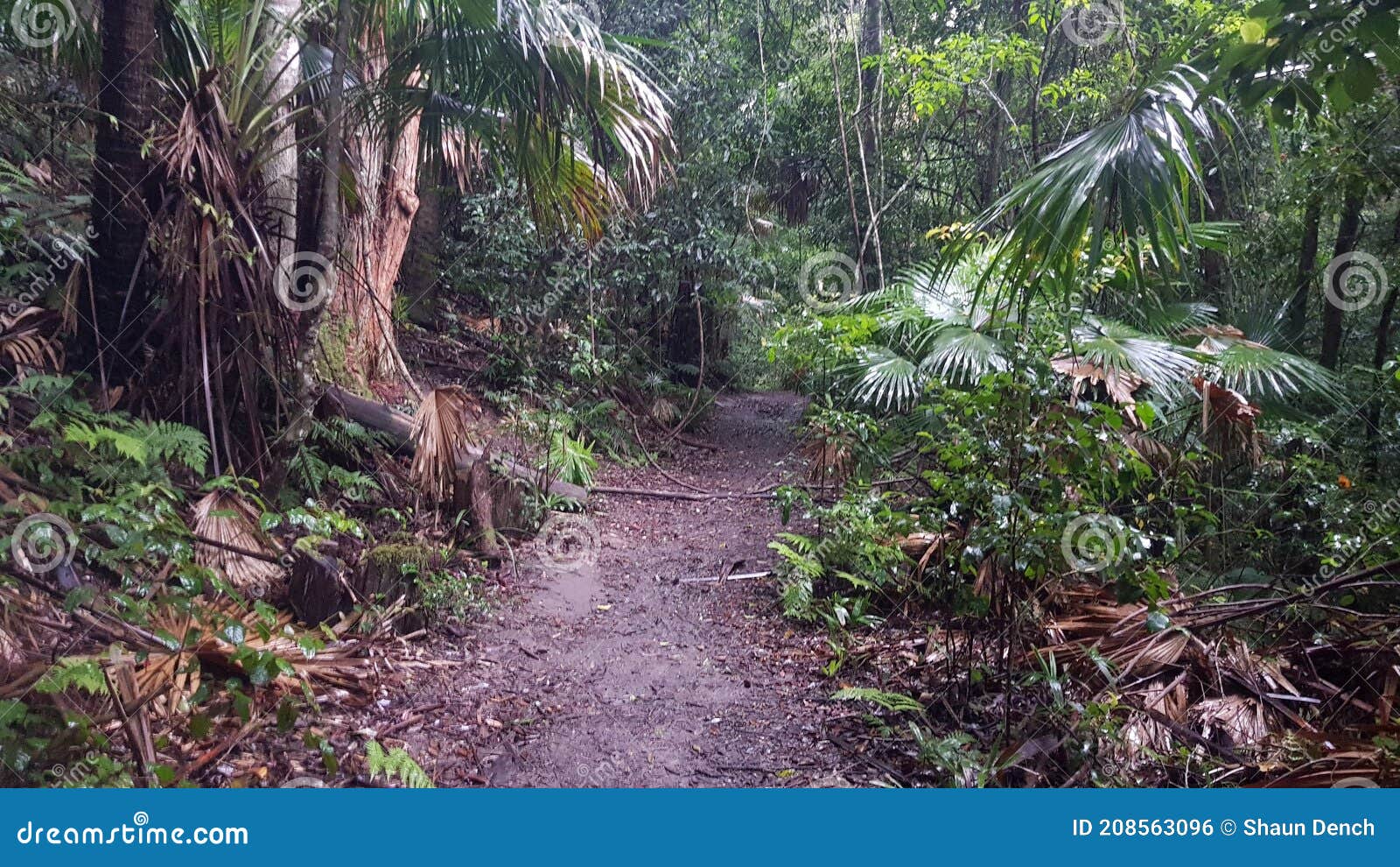 Leaf Covered Pathway through the Australian Bush in the Strickland ...