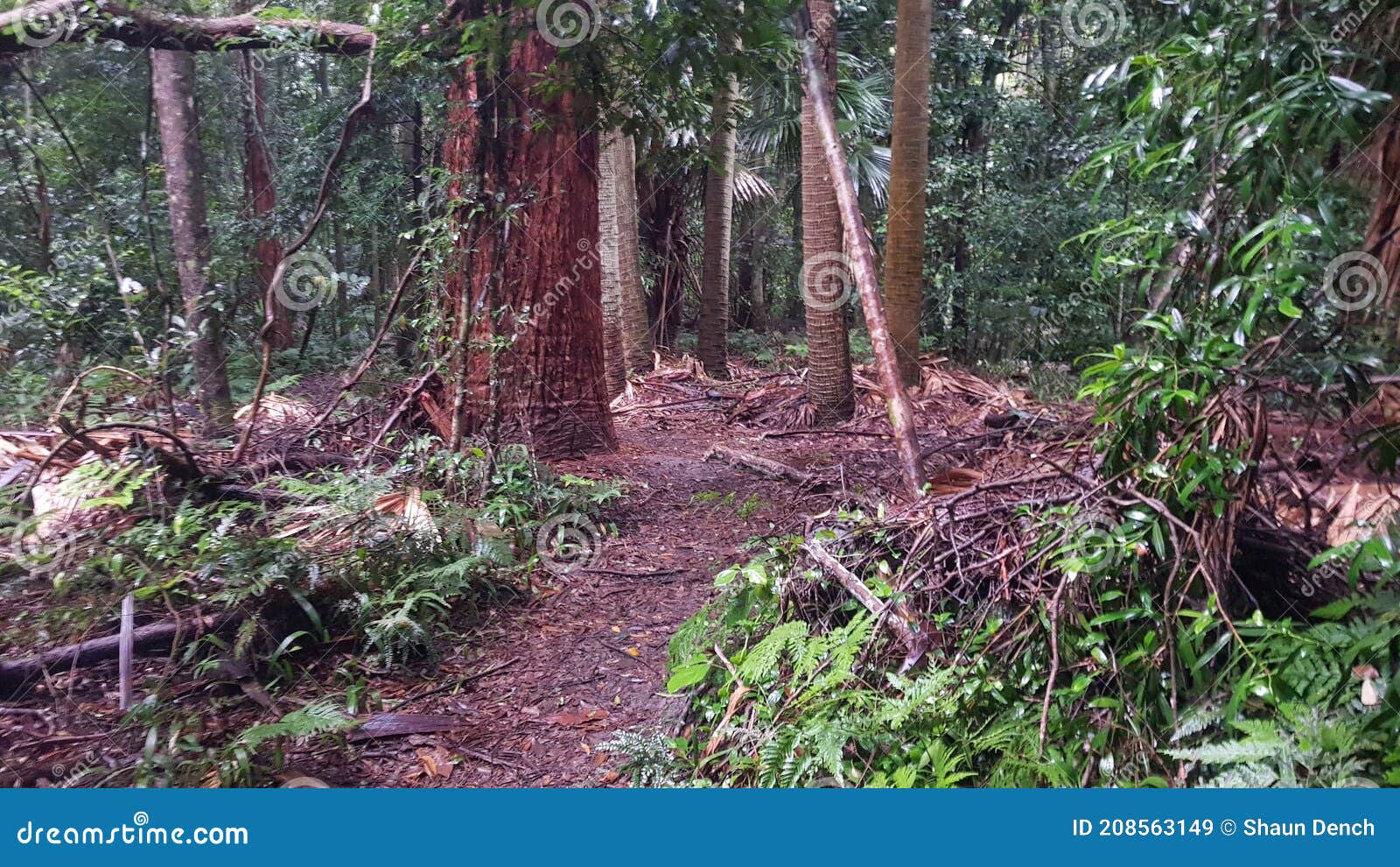 Leaf Covered Pathway Through The Australian Bush In The Strickland ...